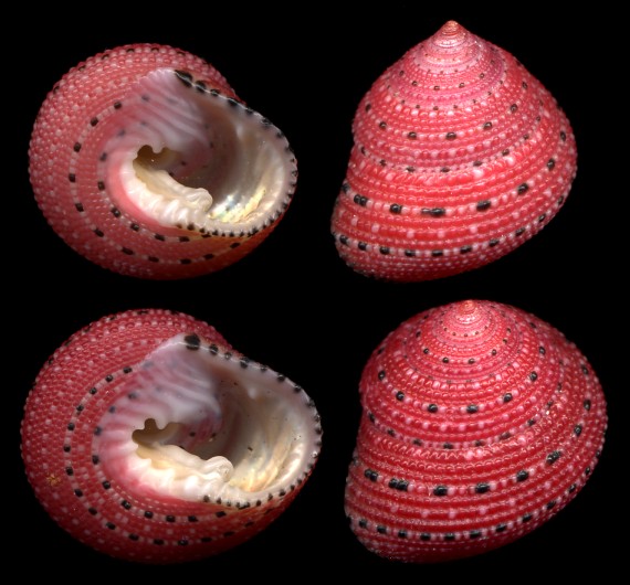 Clanculus - Alchetron, The Free Social Encyclopedia